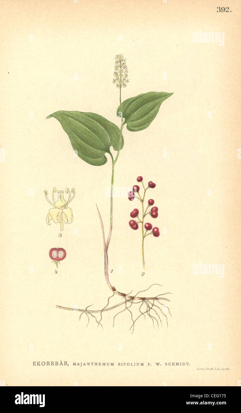 May lily, Maianthemum bifolium Stock Photo - Alamy
