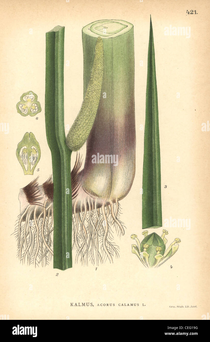 Botanical illustration of sweet flag hi-res stock photography and ...