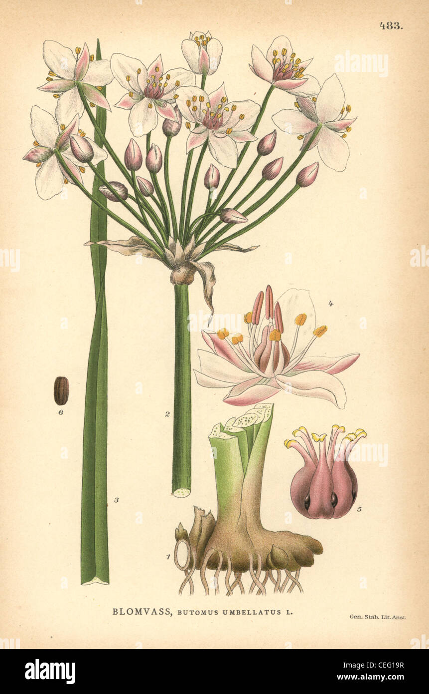 Flowering rush, Butomus umbellatus Stock Photo - Alamy