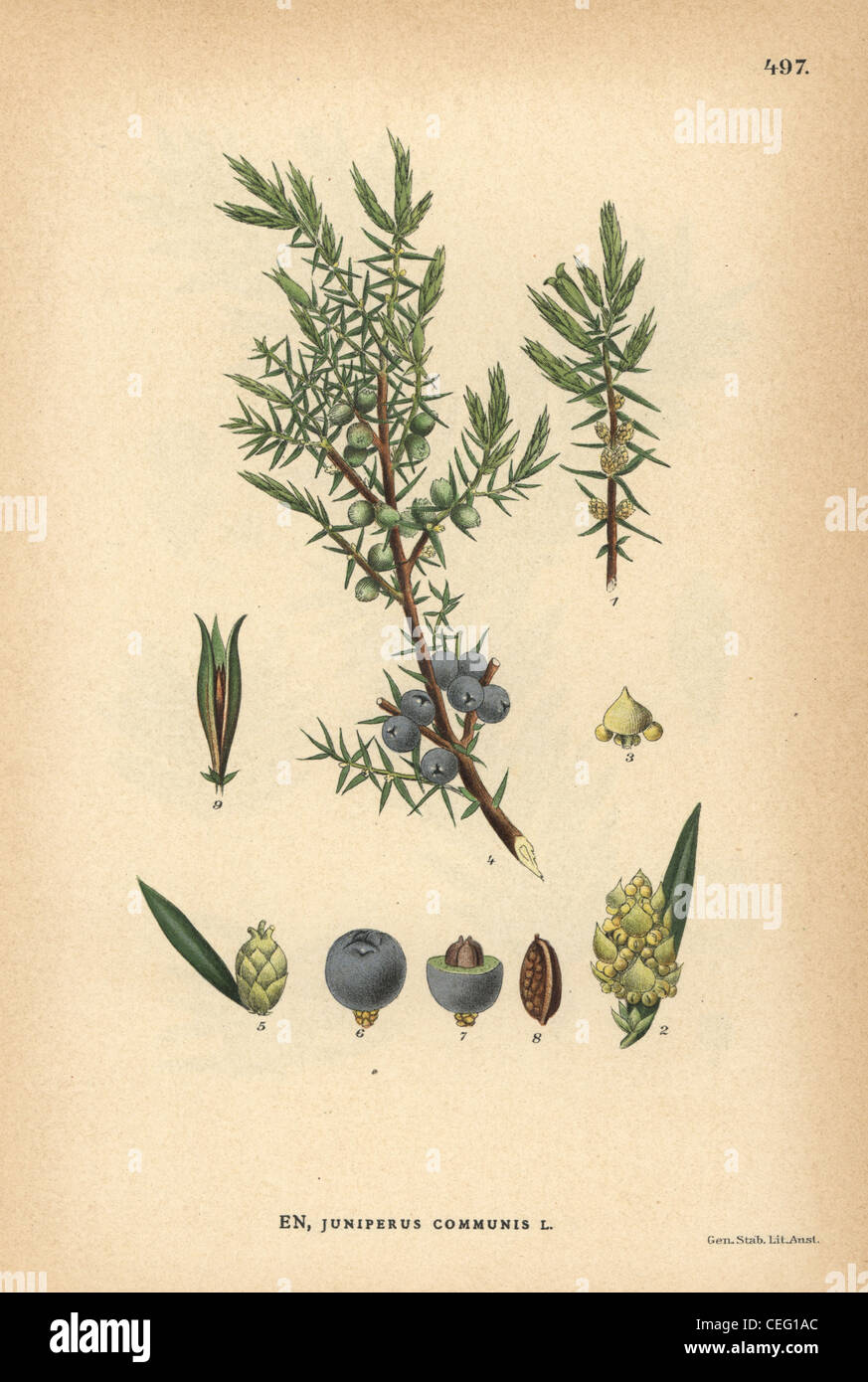 Botanical illustration juniper hi-res stock photography and images - Alamy
