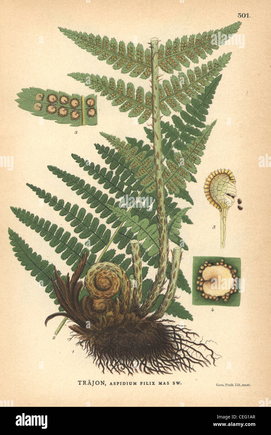 Aspidium filix mas hi-res stock photography and images - Alamy