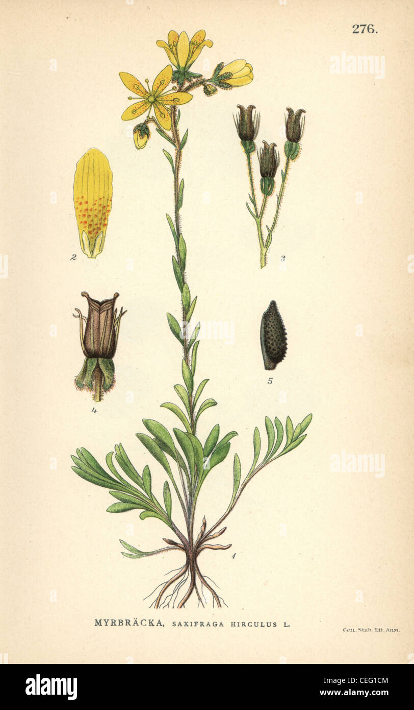 Yellow marsh saxifrage, Saxifraga hirculus Stock Photo - Alamy