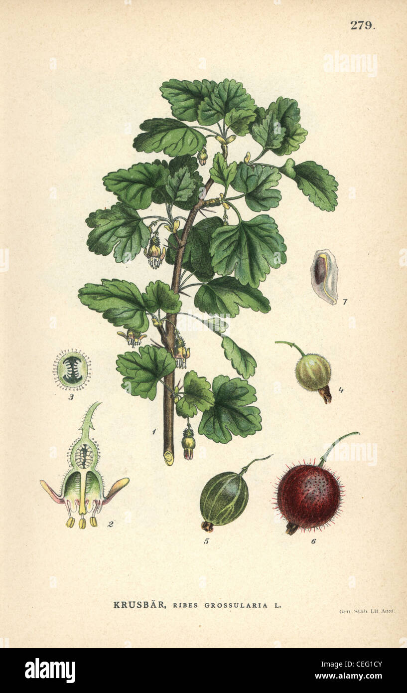 Gooseberry, Ribes grossularia Stock Photo - Alamy