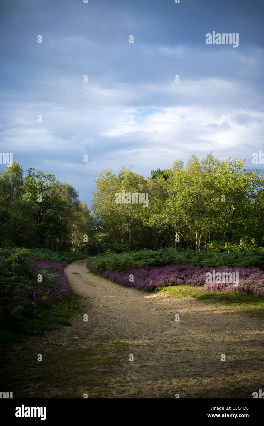 Hills and woodland hi-res stock photography and images - Alamy