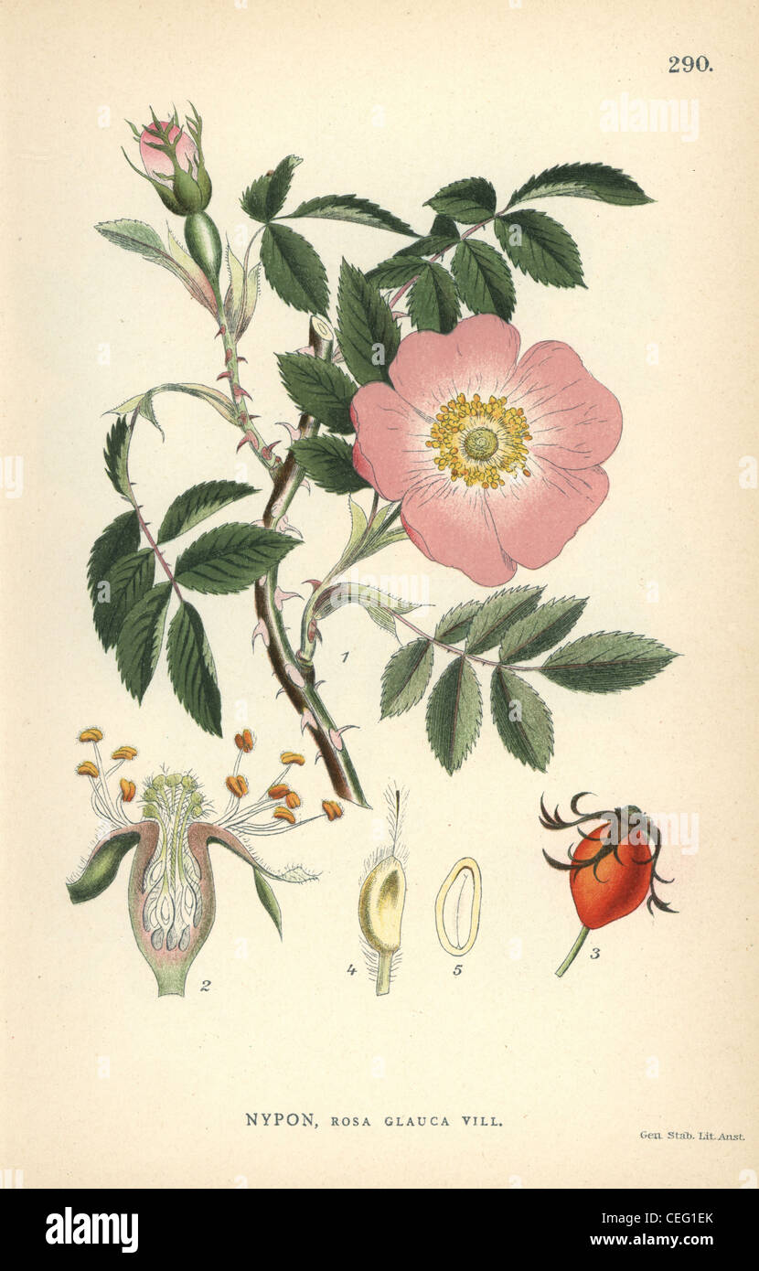 Red-leaved rose, Rosa glauca Vill Stock Photo - Alamy