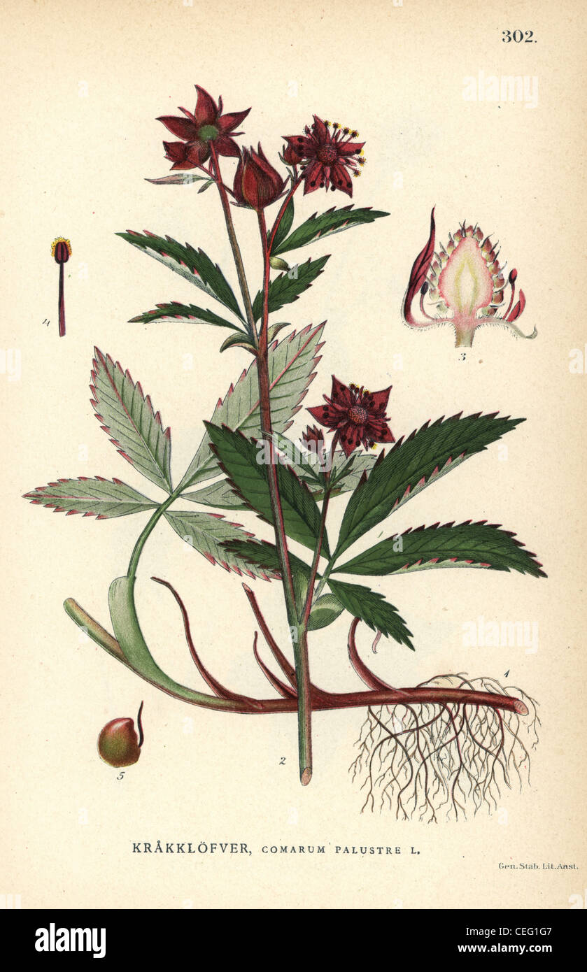 Purple marshlocks, Comarum palustre Stock Photo - Alamy