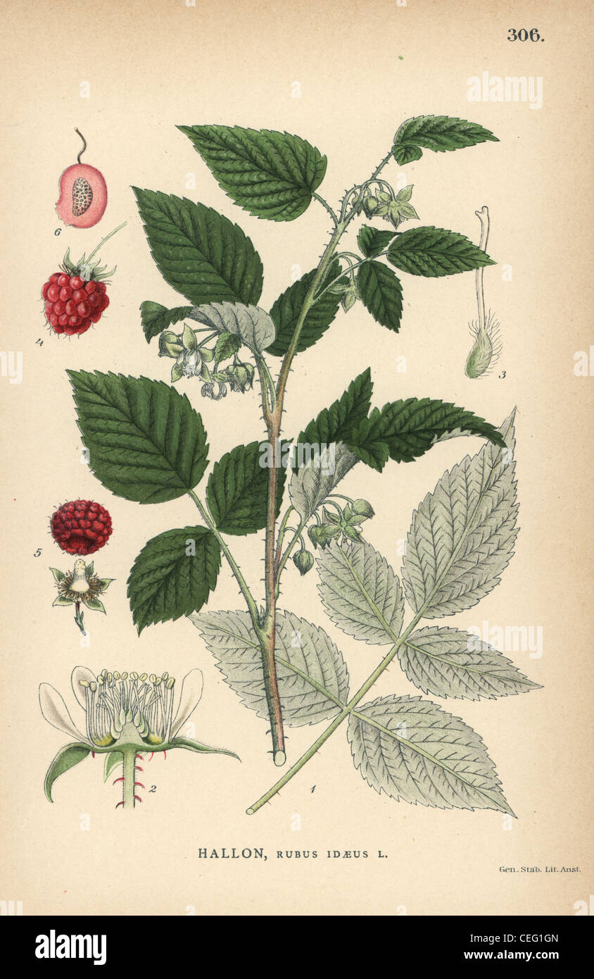 Rubus Idaeus Botanical Illustration High Resolution Stock Photography ...