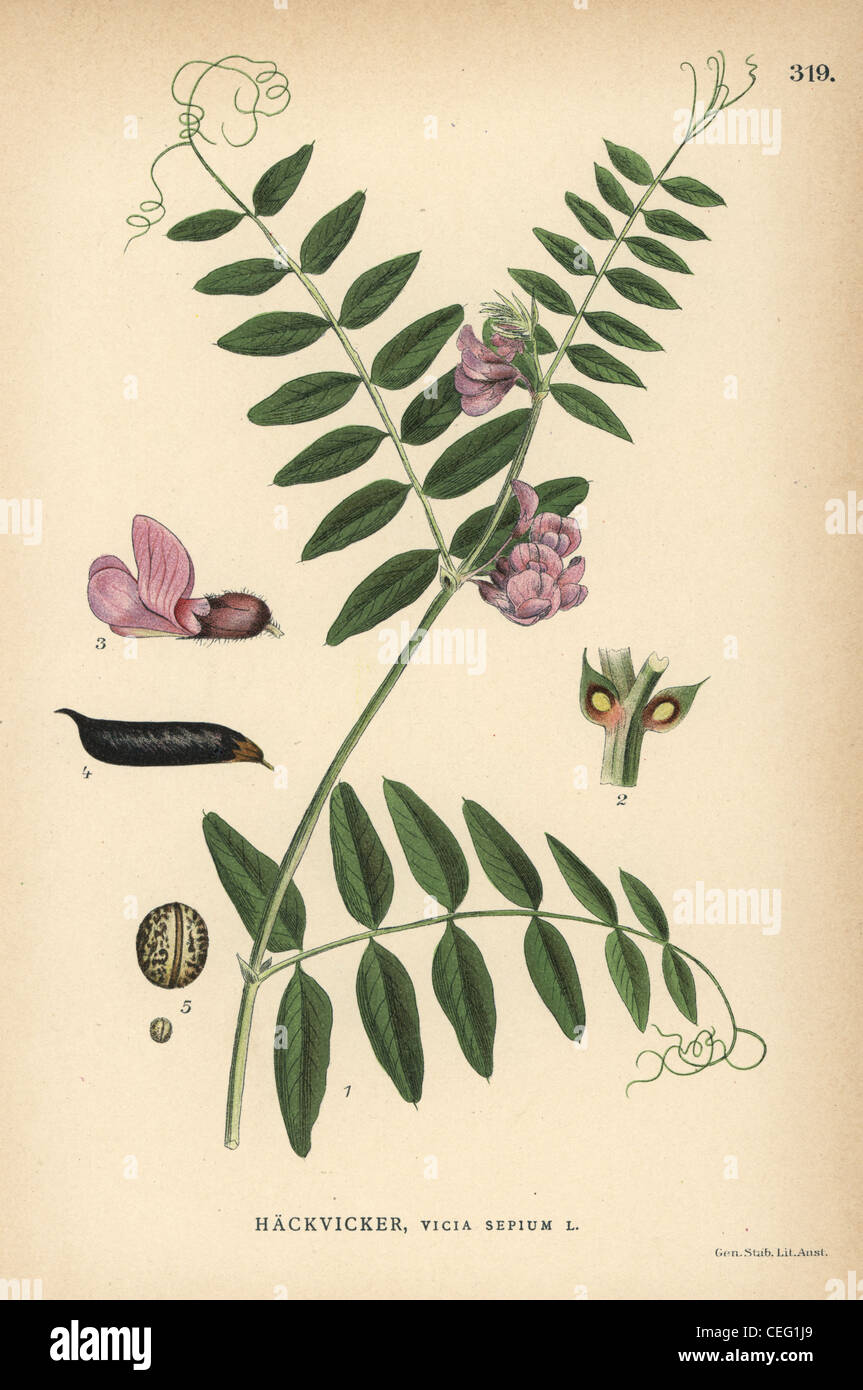 Bush vetch, Vicia sepium Stock Photo - Alamy