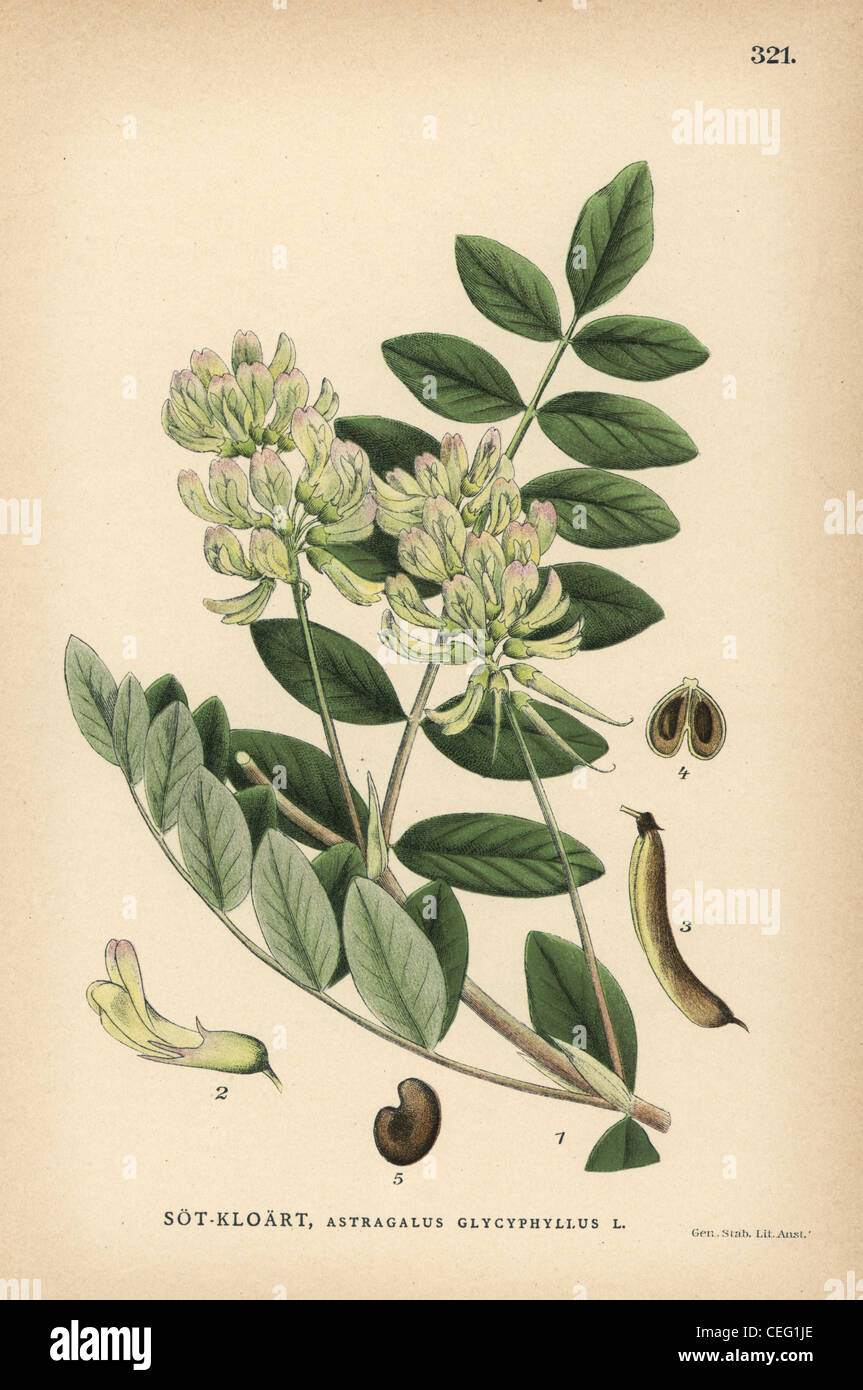 Northern milk vetch hi-res stock photography and images - Alamy