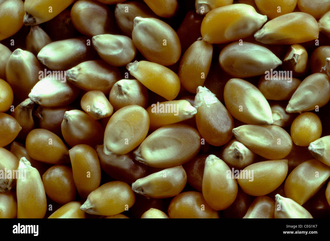 Popping seeds hi-res stock photography and images - Alamy