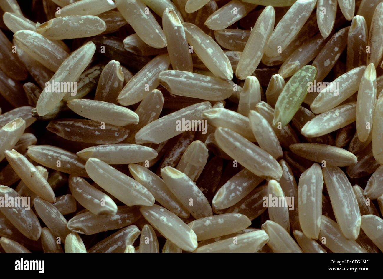 Rice kernel hi-res stock photography and images - Alamy