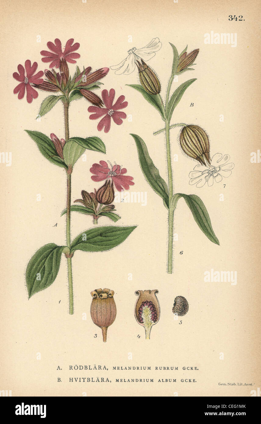 Red campion, Silene dioica, and white campion, Silene alba Stock Photo ...