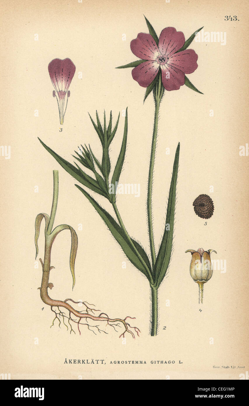 Corncockle, Agrostemma githago Stock Photo - Alamy