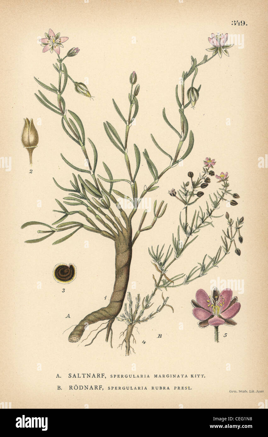 Spergularia rubra botanical illustration hi-res stock photography and ...