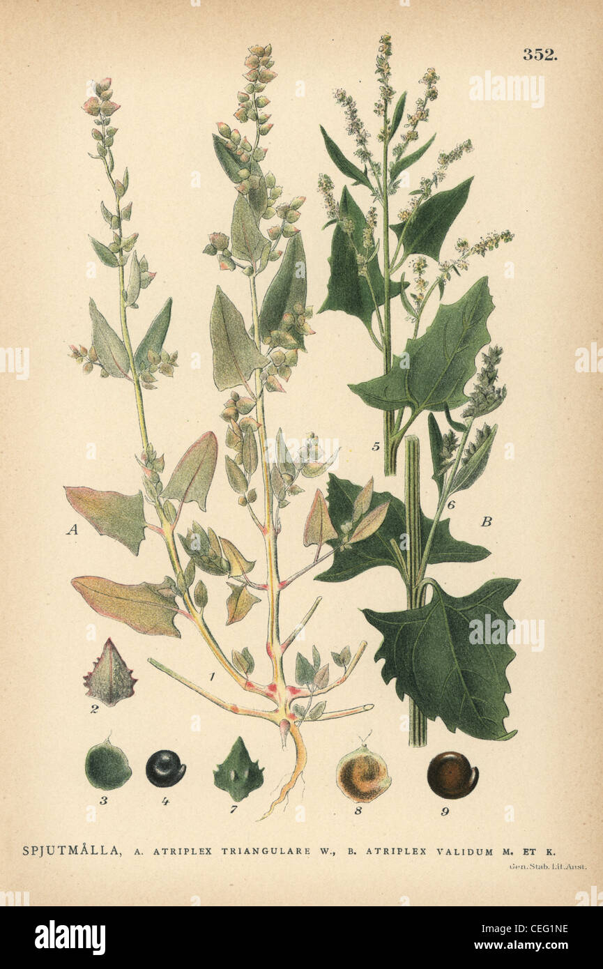 Saltbush or orach species, Atriplex triangulare Stock Photo - Alamy