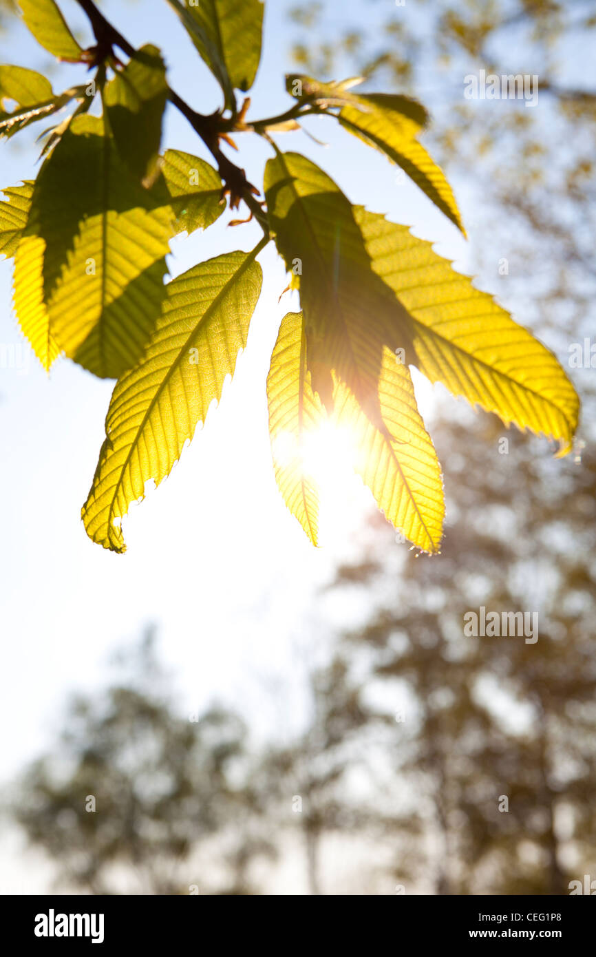 leaves on a tree, back lit by the sun Ranmore Common, Surrey, Surrey ...