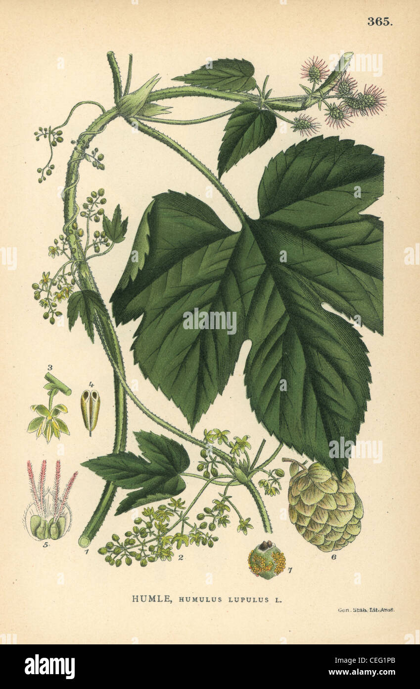 Hops, Humulus lupulus Stock Photo - Alamy