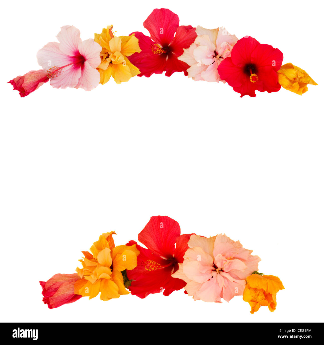 frame of multicolored hibiscus flowers isolated on white background ...