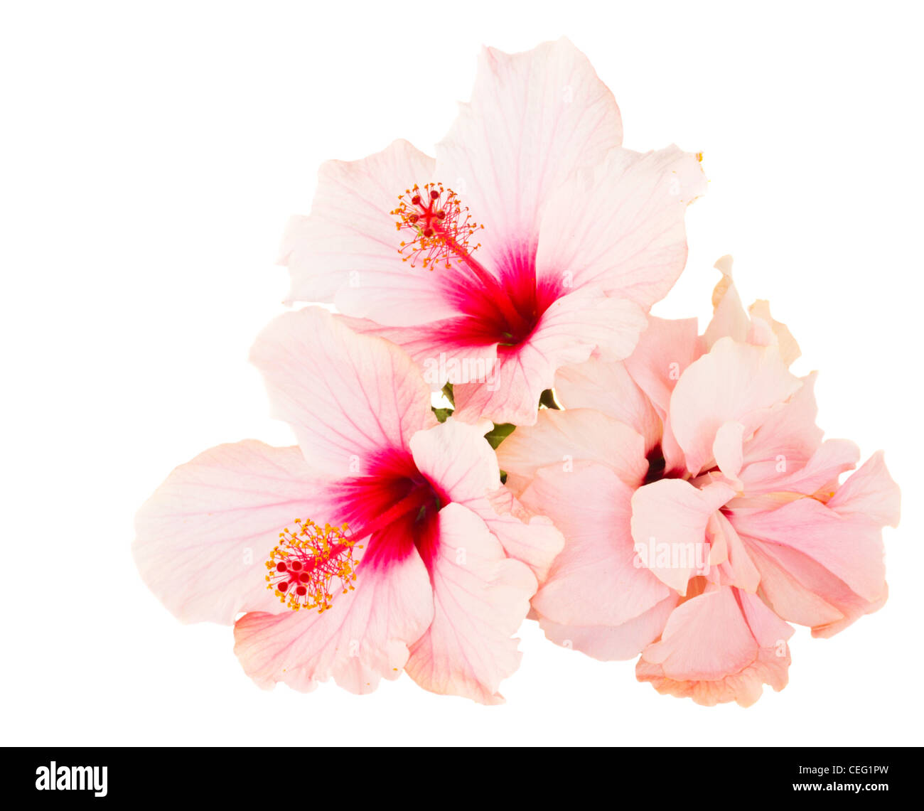 pink hibiscus flower isolated on white background Stock Photo - Alamy