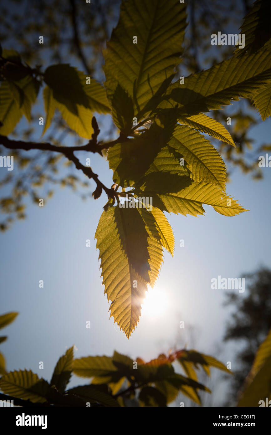 leaves on a tree, back lit by the sun Ranmore Common, Surrey, Surrey ...