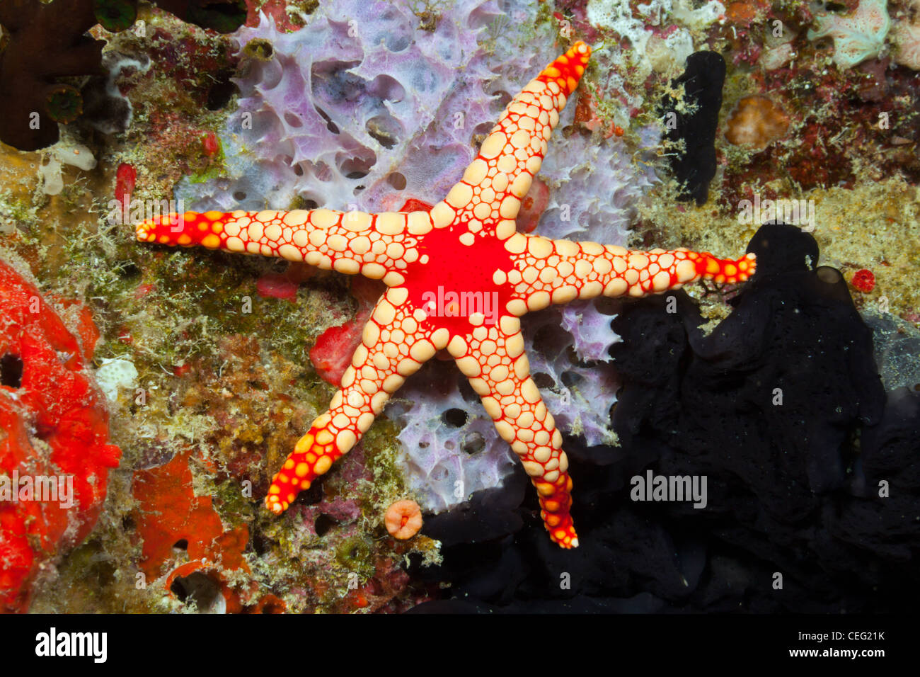 Indian ocean starfish hi-res stock photography and images - Alamy