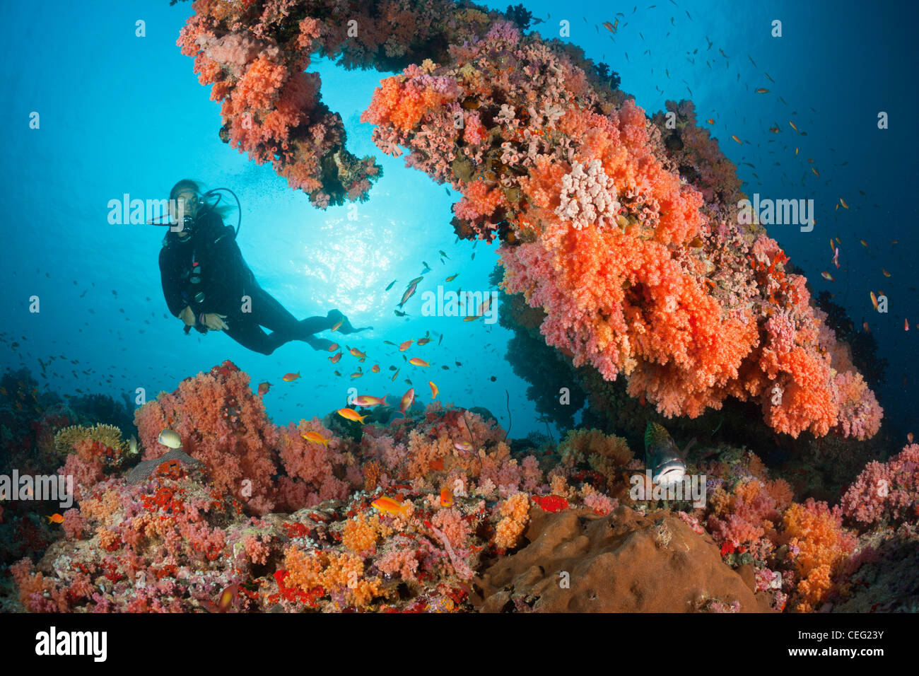 Scuba Diving on Coral Reef, North Male Atoll, Indian Ocean, Maldives ...