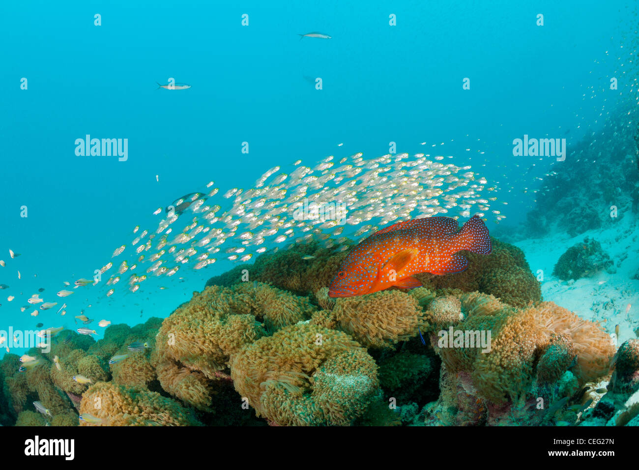 Shoal of Pygmy Sweepers and Coral Grouper, Parapriacanthus ransonneti ...