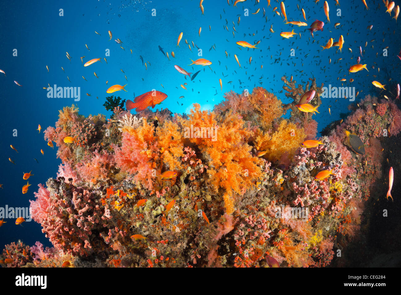 Colourful Coral Reefs Of Maldives High Resolution Stock Photography and ...