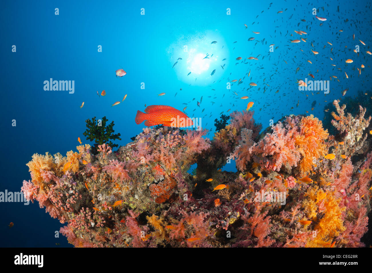 Colourful coral reefs of maldives hi-res stock photography and images ...