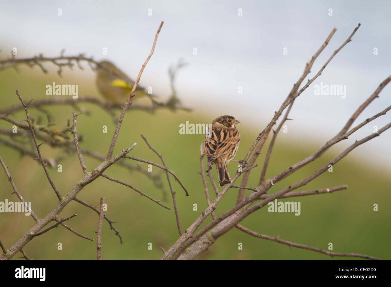 Reed Bunting perched in a tree closeup Stock Photo - Alamy