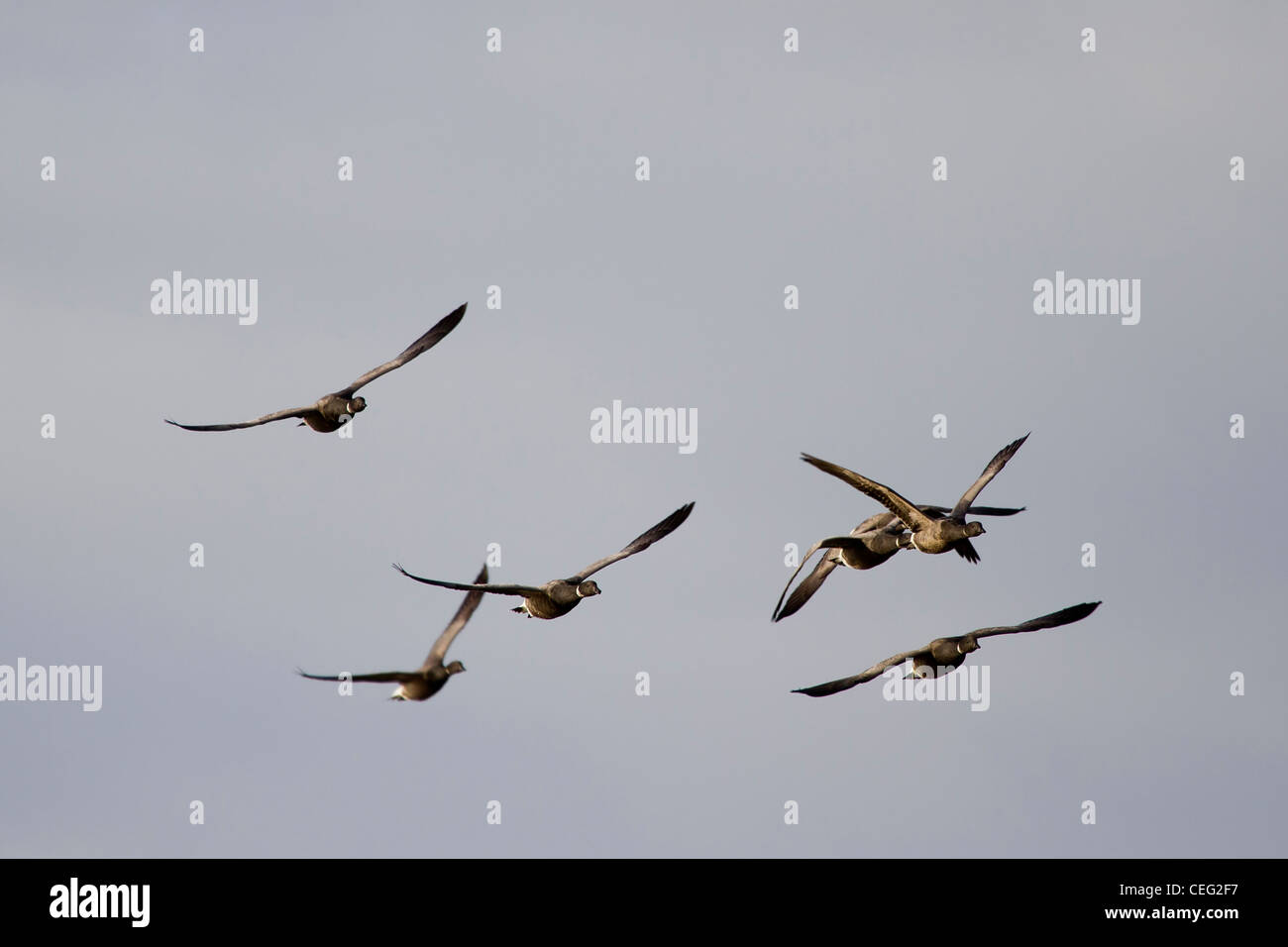 Brent Goose (Branta bernicla) in flight blue sky Stock Photo - Alamy