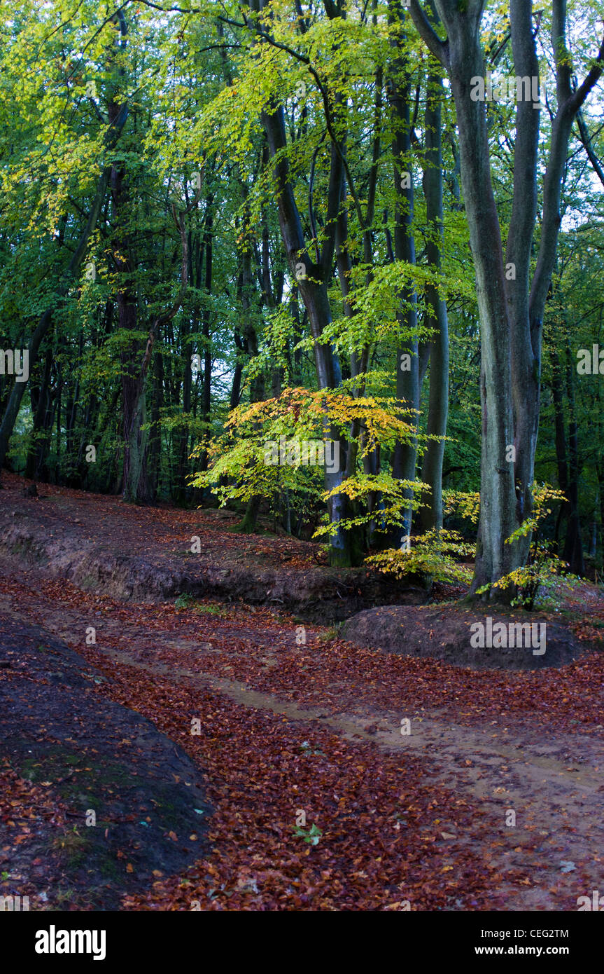 Common beech trees hi-res stock photography and images - Alamy