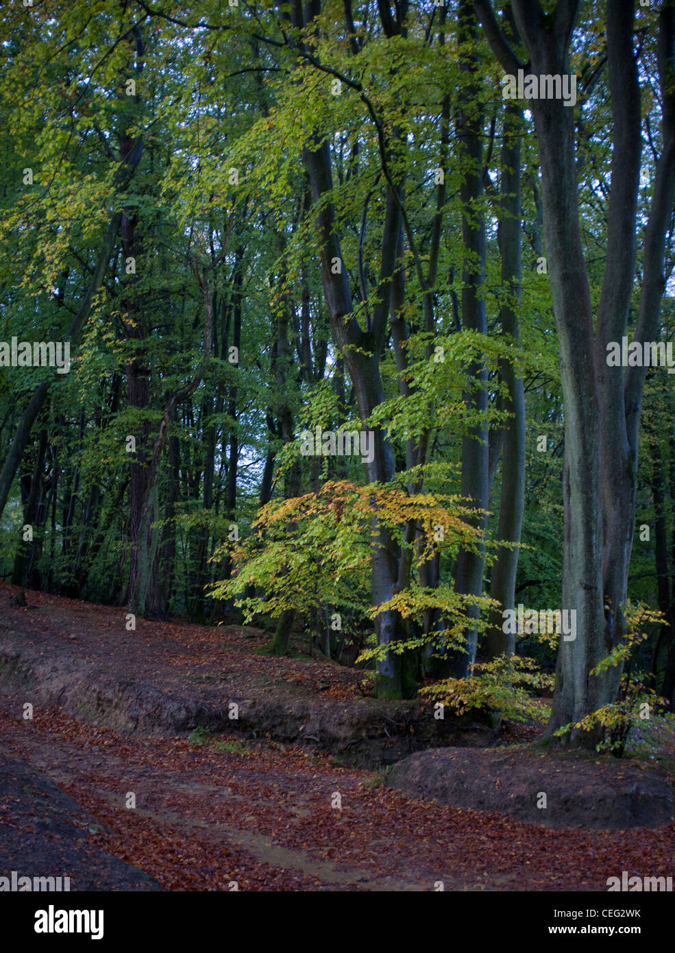 Common beech trees hi-res stock photography and images - Alamy