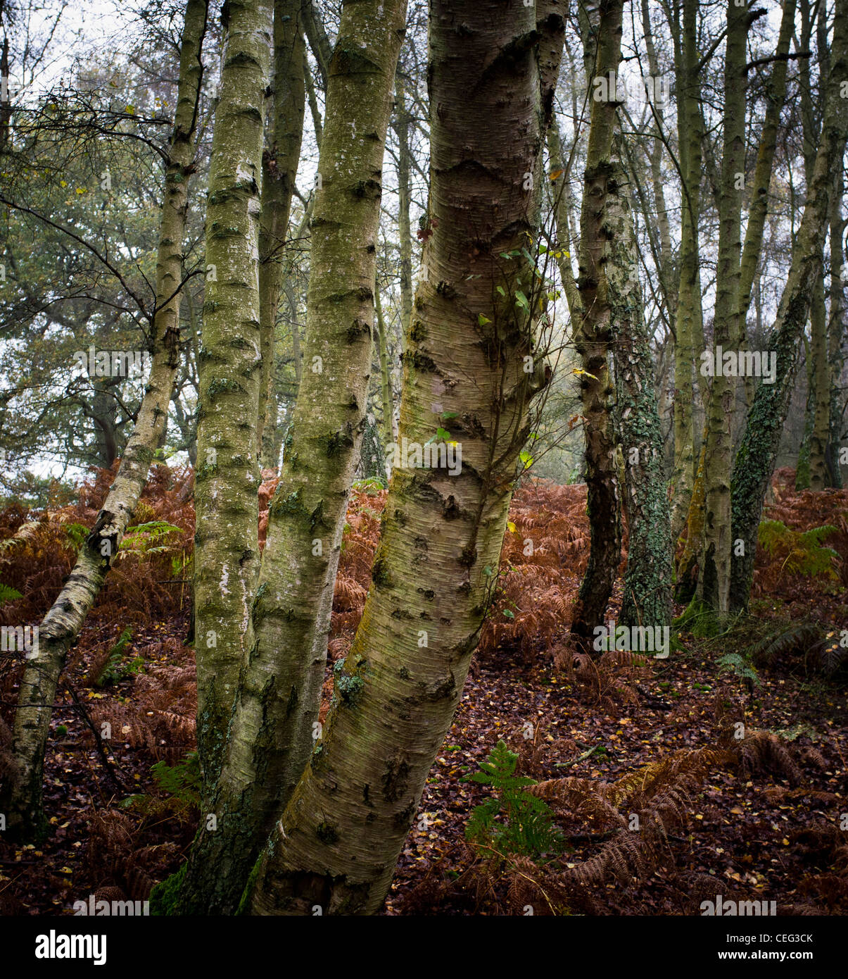 Silver birch trees on Ranmore common in the surrey hills Stock Photo ...