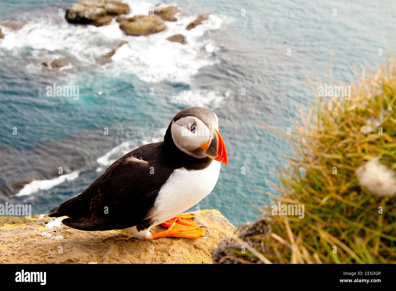 Beauty and colorful puffin in Latrabjarg - Iceland Stock Photo - Alamy