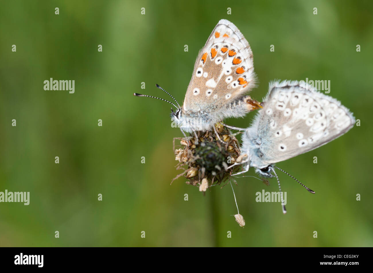 Common blue butterfly mating Stock Photo - Alamy