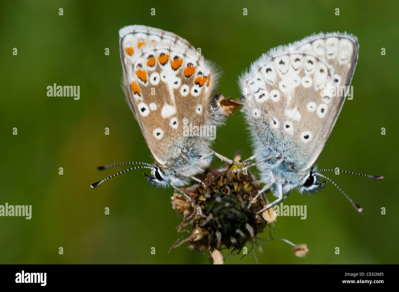 Butterfly mating hi-res stock photography and images - Alamy