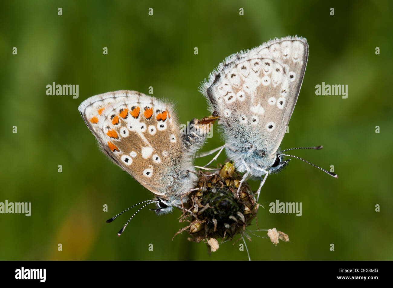 Common Blue Butterfly