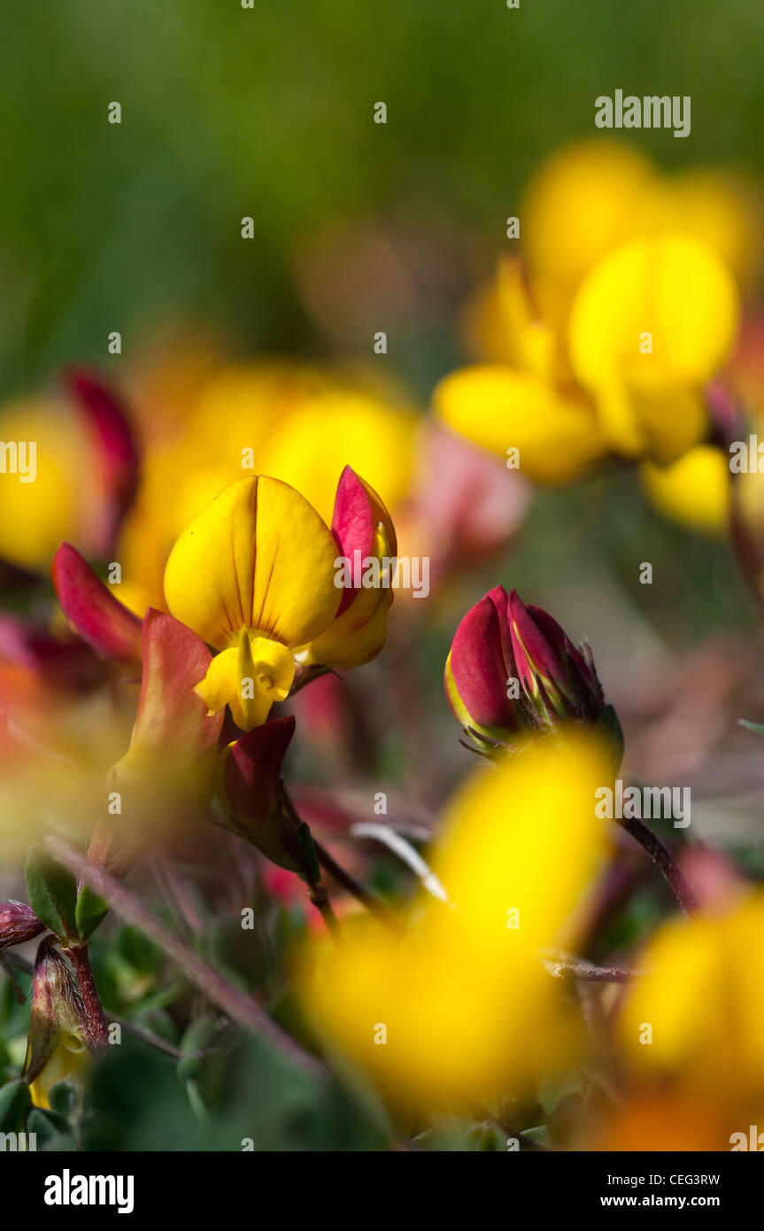 Trefoil lakes hi-res stock photography and images - Alamy