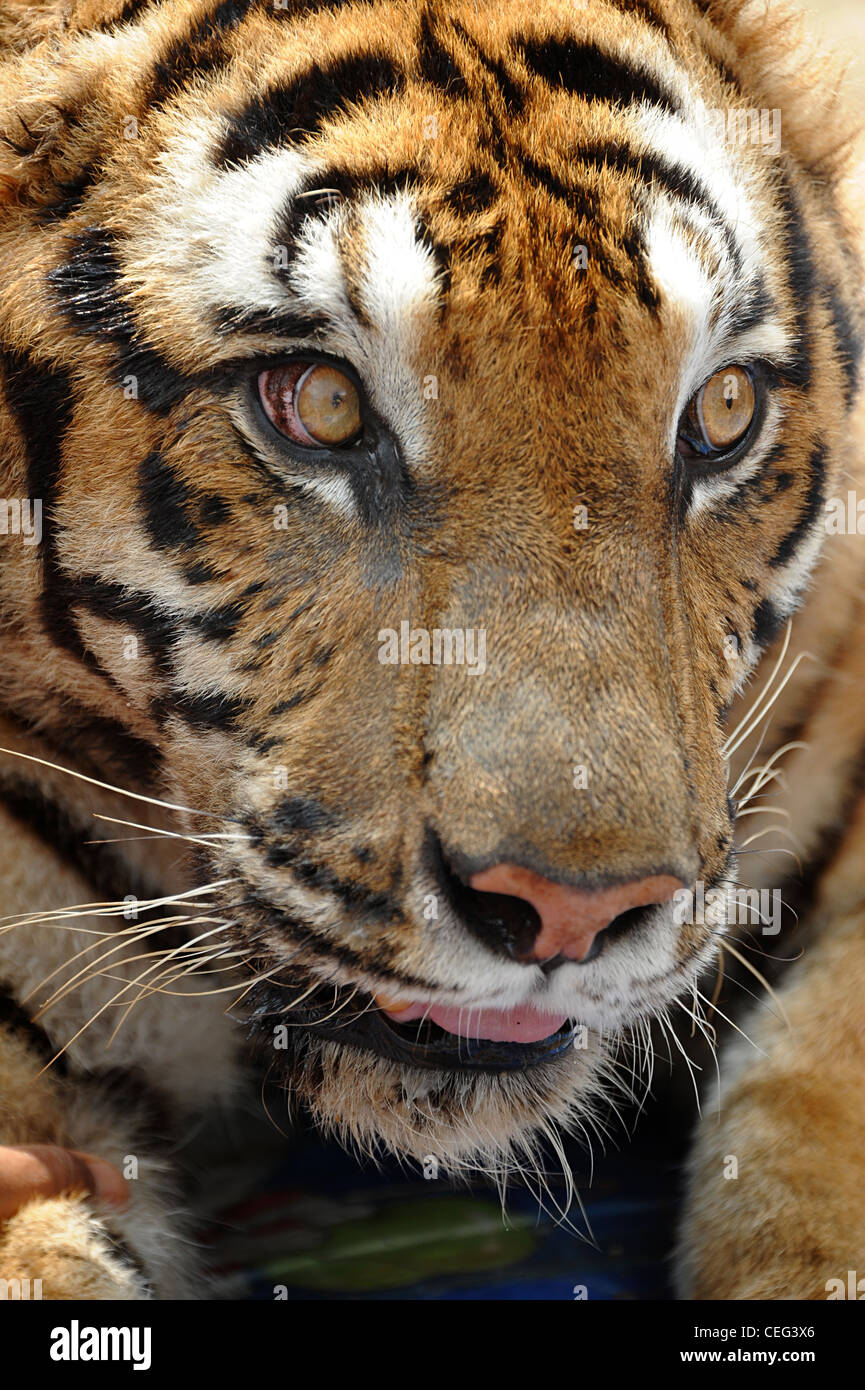 Tumblr Tiger Meow