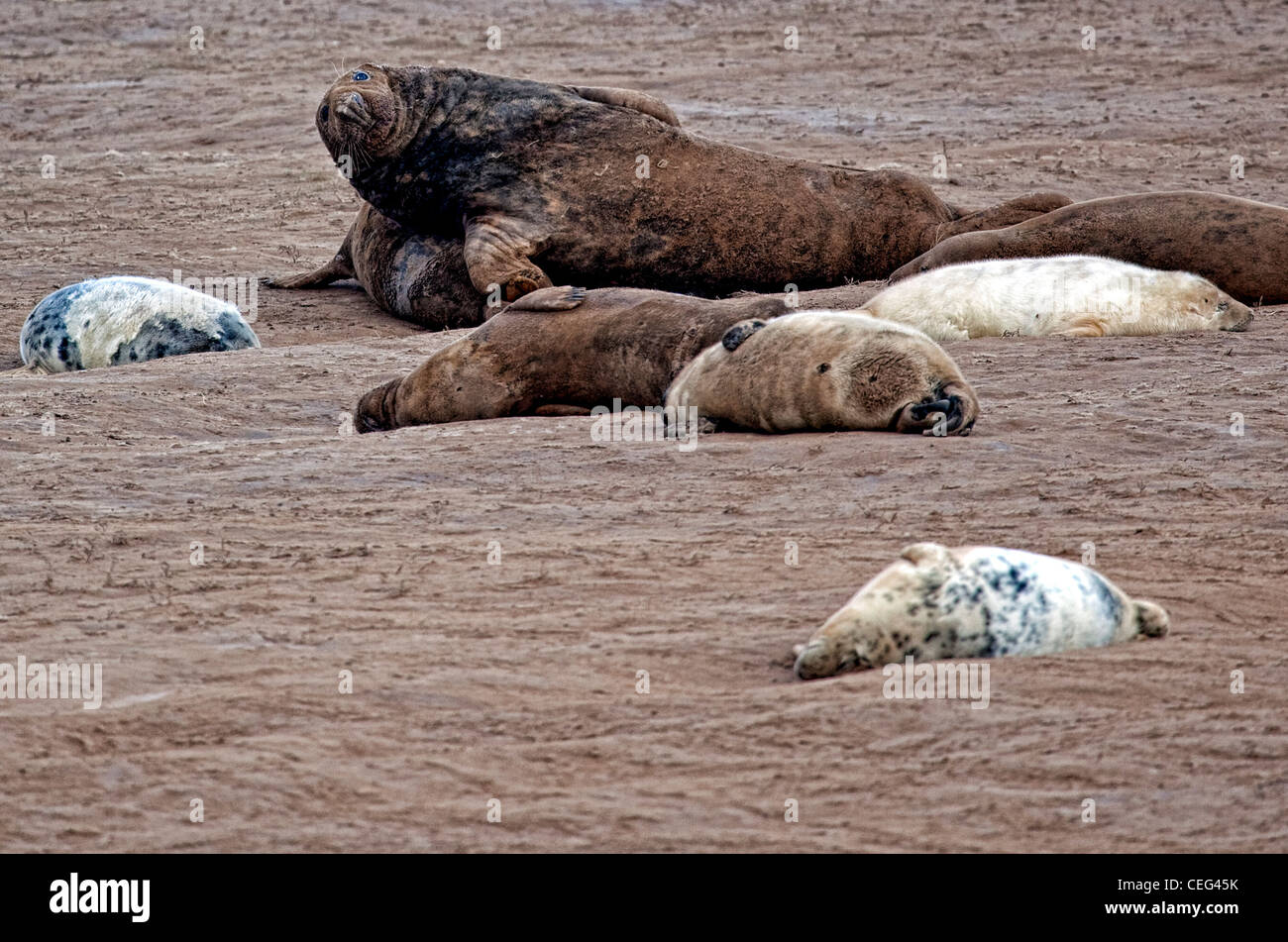 Donna nook nature reserve landscape hi-res stock photography and images ...