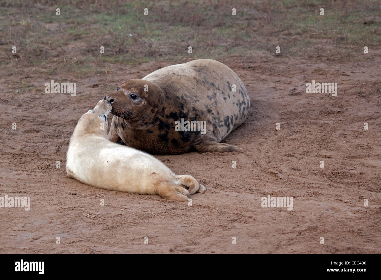 Donna Nook seal Stock Photo - Alamy