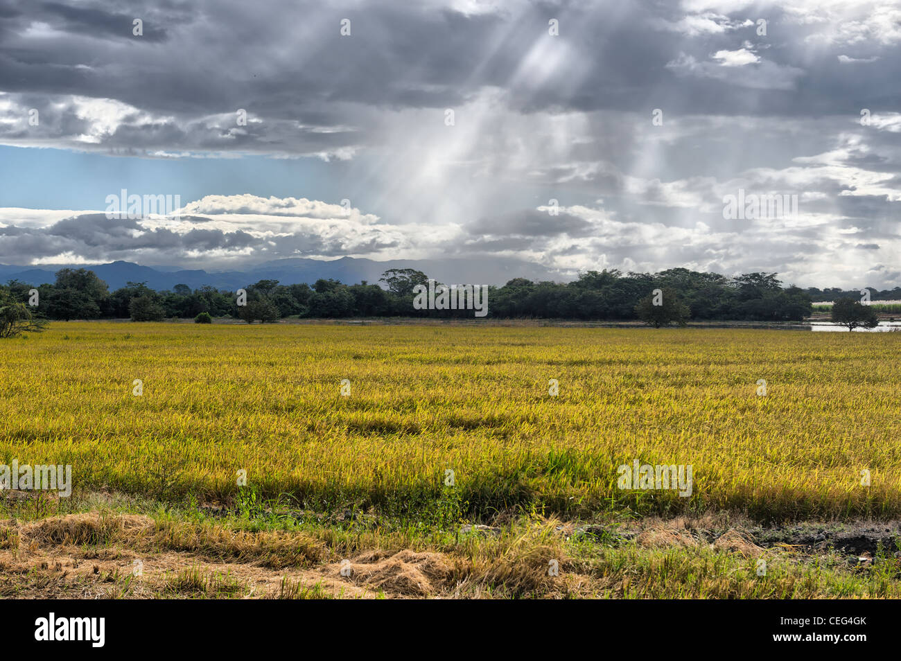 Sunlight beams crops hi-res stock photography and images - Alamy