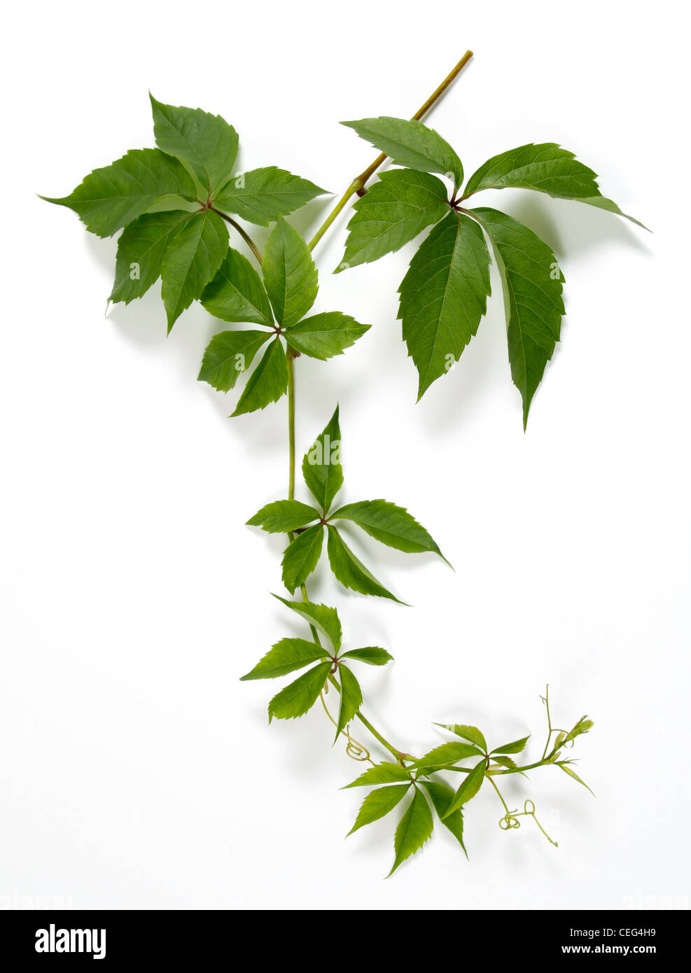 Creeper plant with red leaves Cut Out Stock Images & Pictures - Alamy