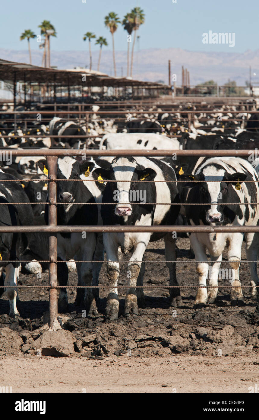 Beef cattle in feed lot hi-res stock photography and images - Alamy
