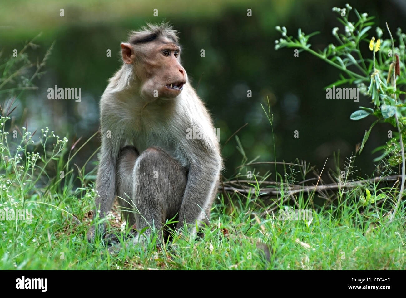 The fugitive - a bonnet macaque on its guard having filled its cheek ...