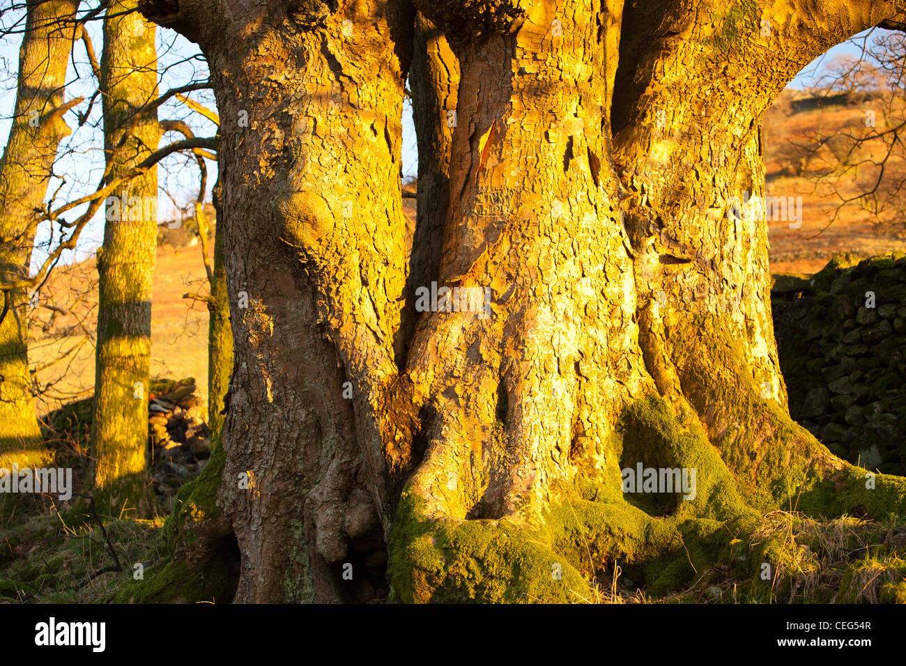 A Sycamore tree trunk in warm evening light, Ambleside, Cumbria, UK ...