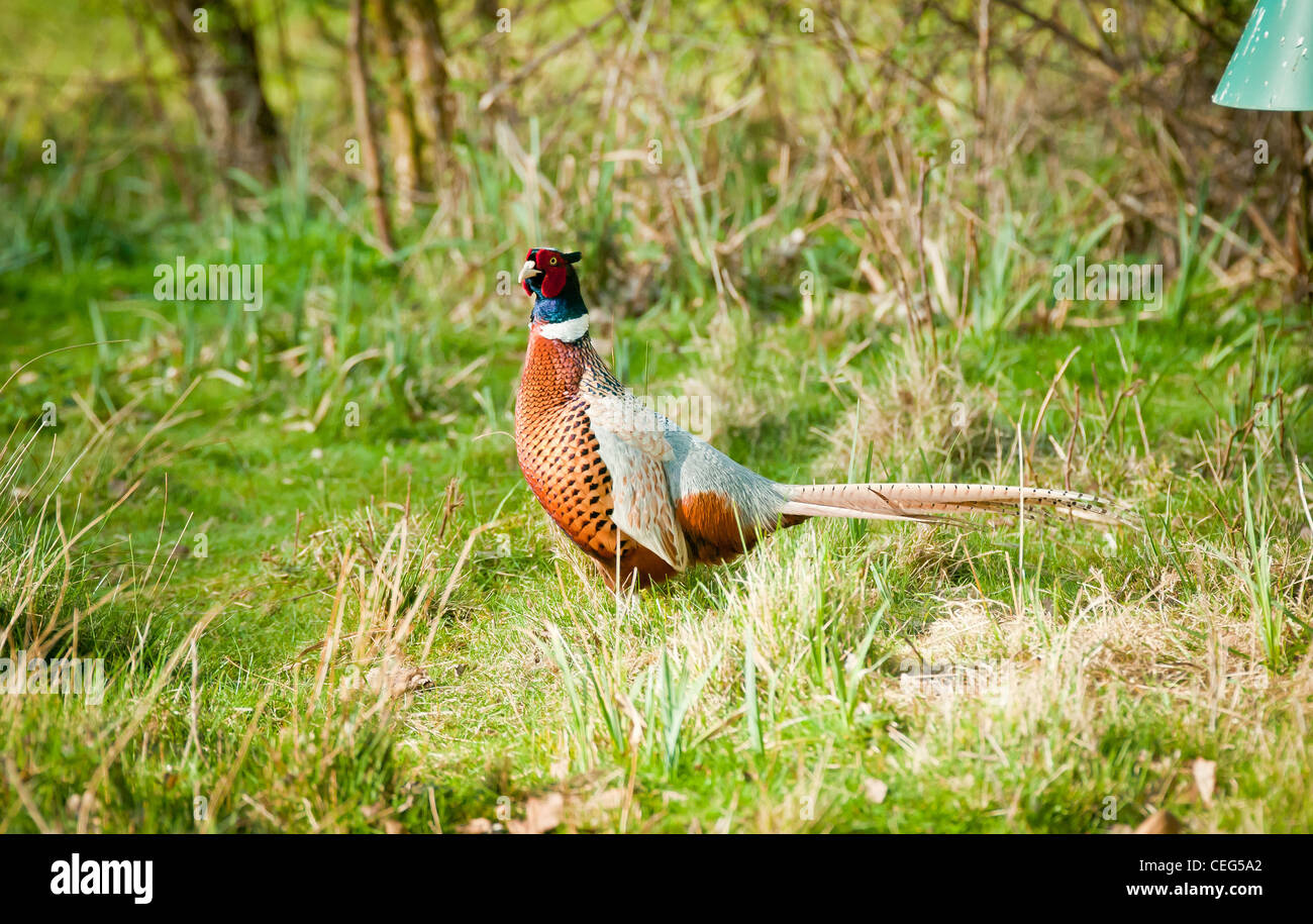 A male pheasant Stock Photo - Alamy