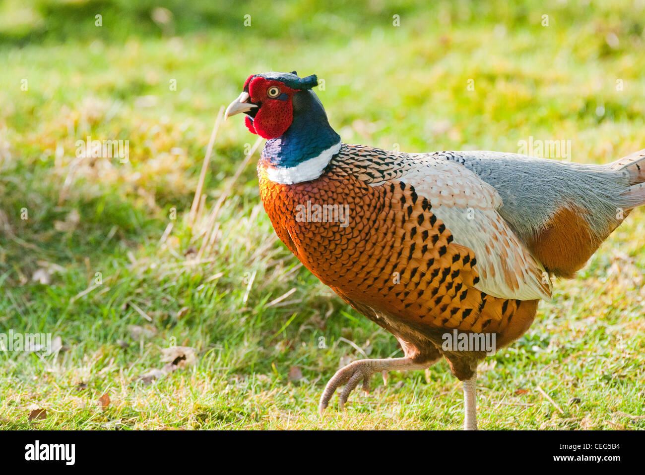 A male pheasant Stock Photo - Alamy