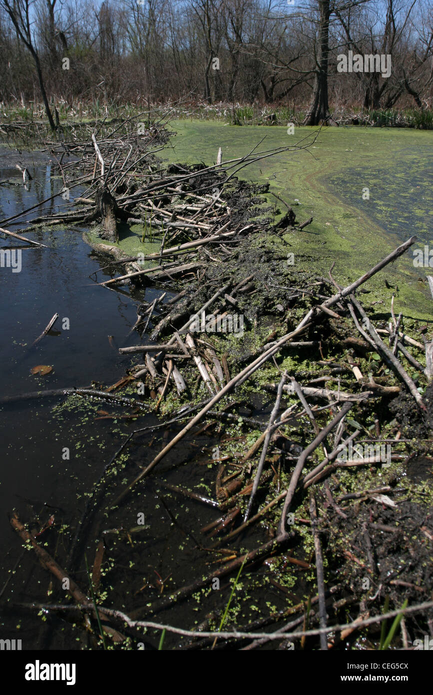 Marsh dam hi-res stock photography and images - Alamy
